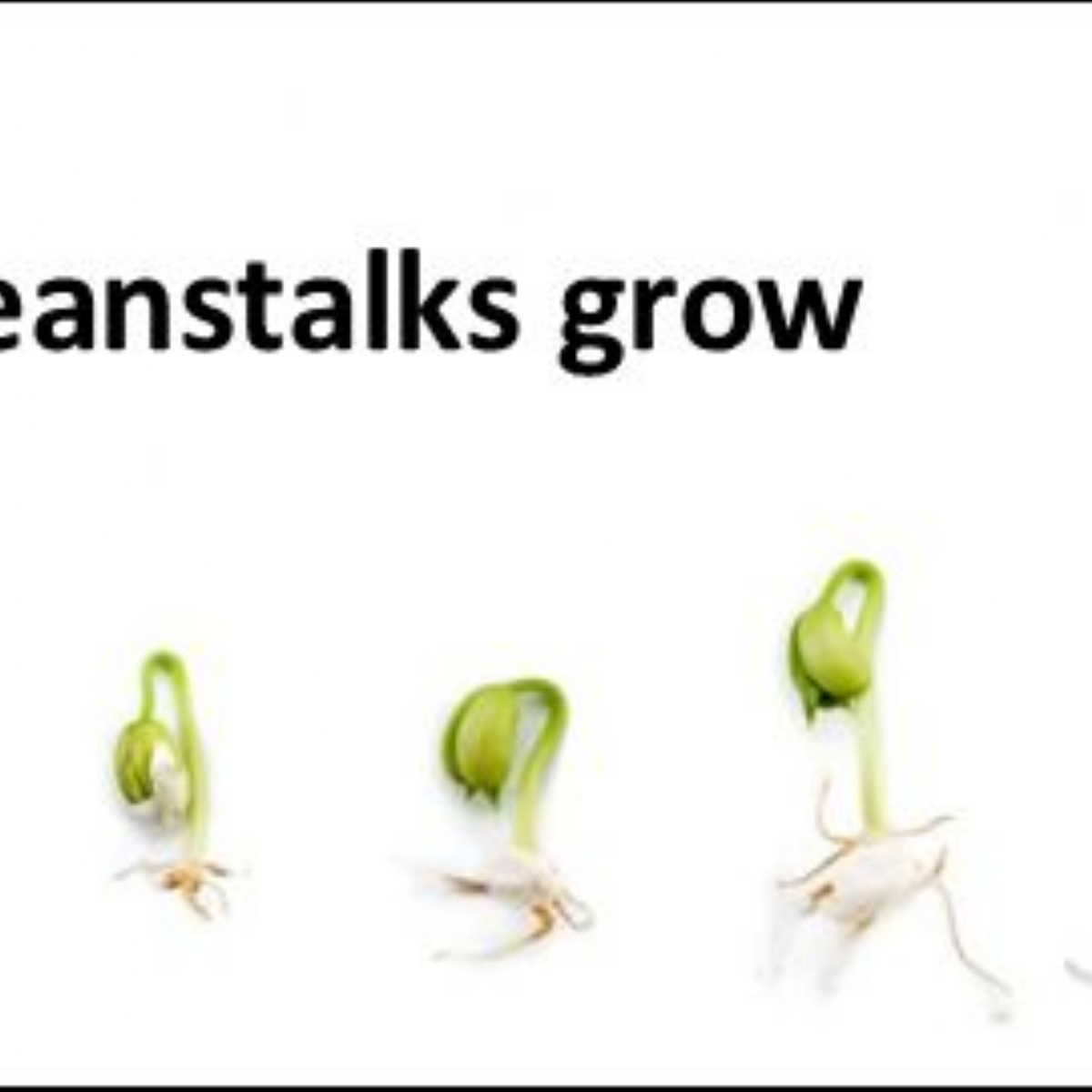 Avalon School - Year 2 and Their Beanstalks